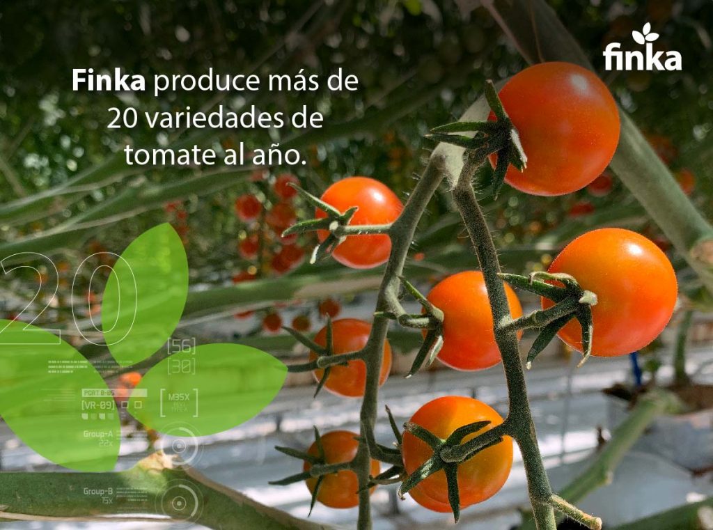 NUESTRO PROCESO – Finka